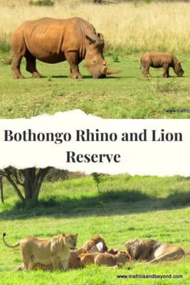 Bothongo Rhino and Lion Reserve - A Fun Family Outing