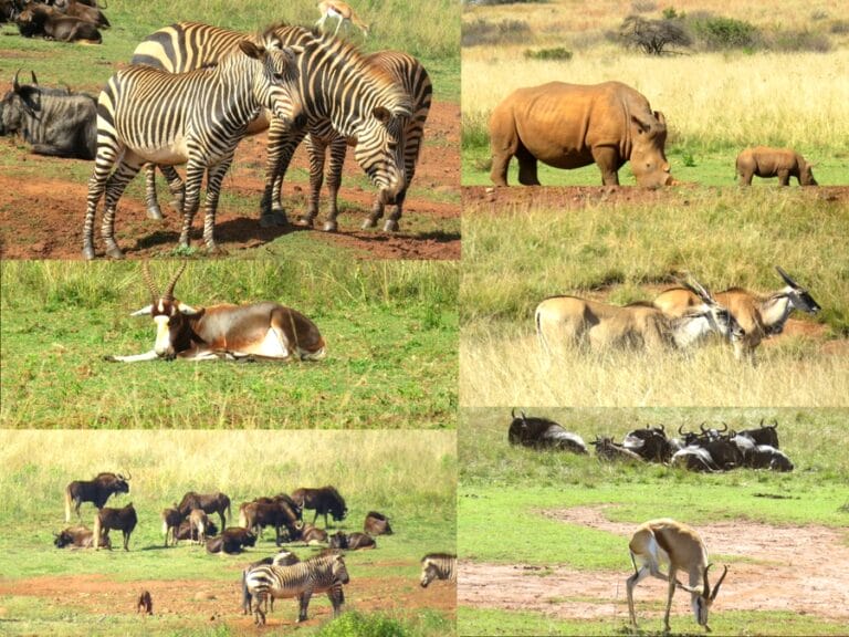 Bothongo Rhino and Lion Reserve - A Fun Family Outing